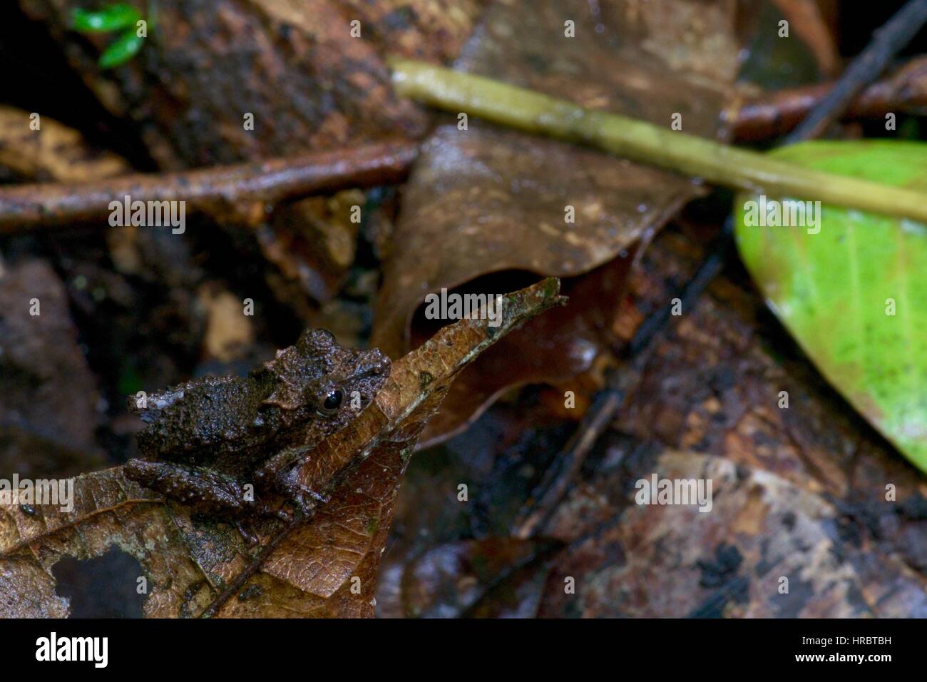 An Orange-groined Rain Frog (Pristimantis croceoinguinis) in the Amazon ...