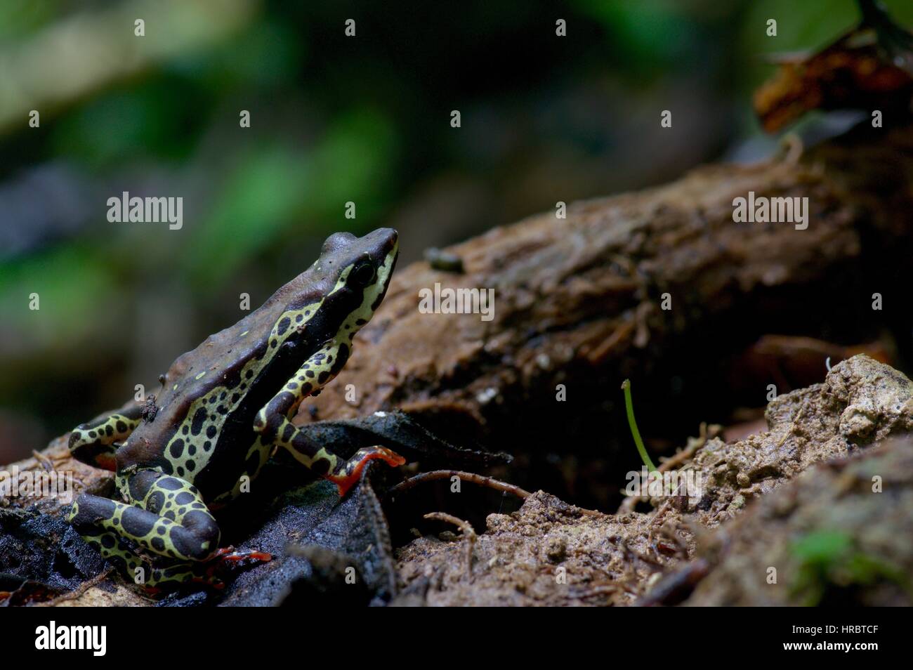 Foamy stubfoot toad hi-res stock photography and images - Alamy