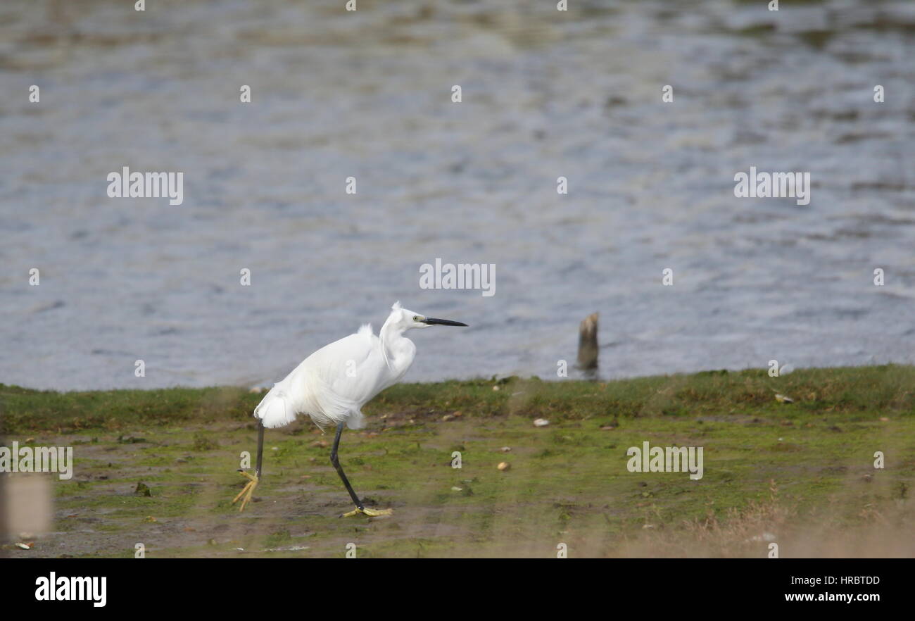 Little windy hi-res stock photography and images - Alamy