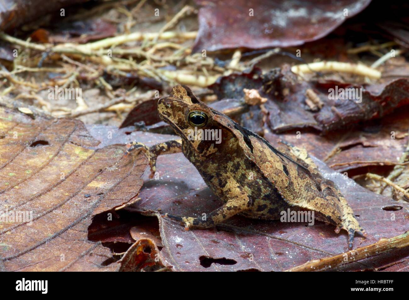 A South American Common Toad (Rhinella margaritifera) in the Amazon ...