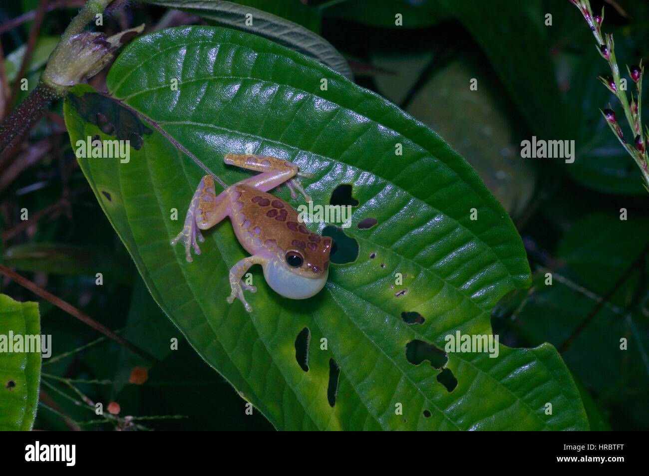 Triangle clownfrog hi-res stock photography and images - Alamy