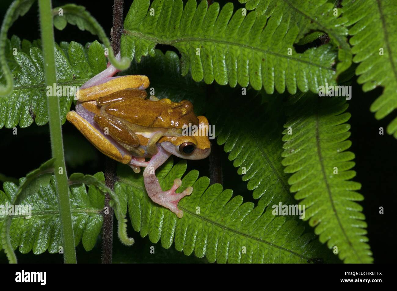 A pair of Variable Clown Treefrogs (Dendropsophus triangulum) in ...