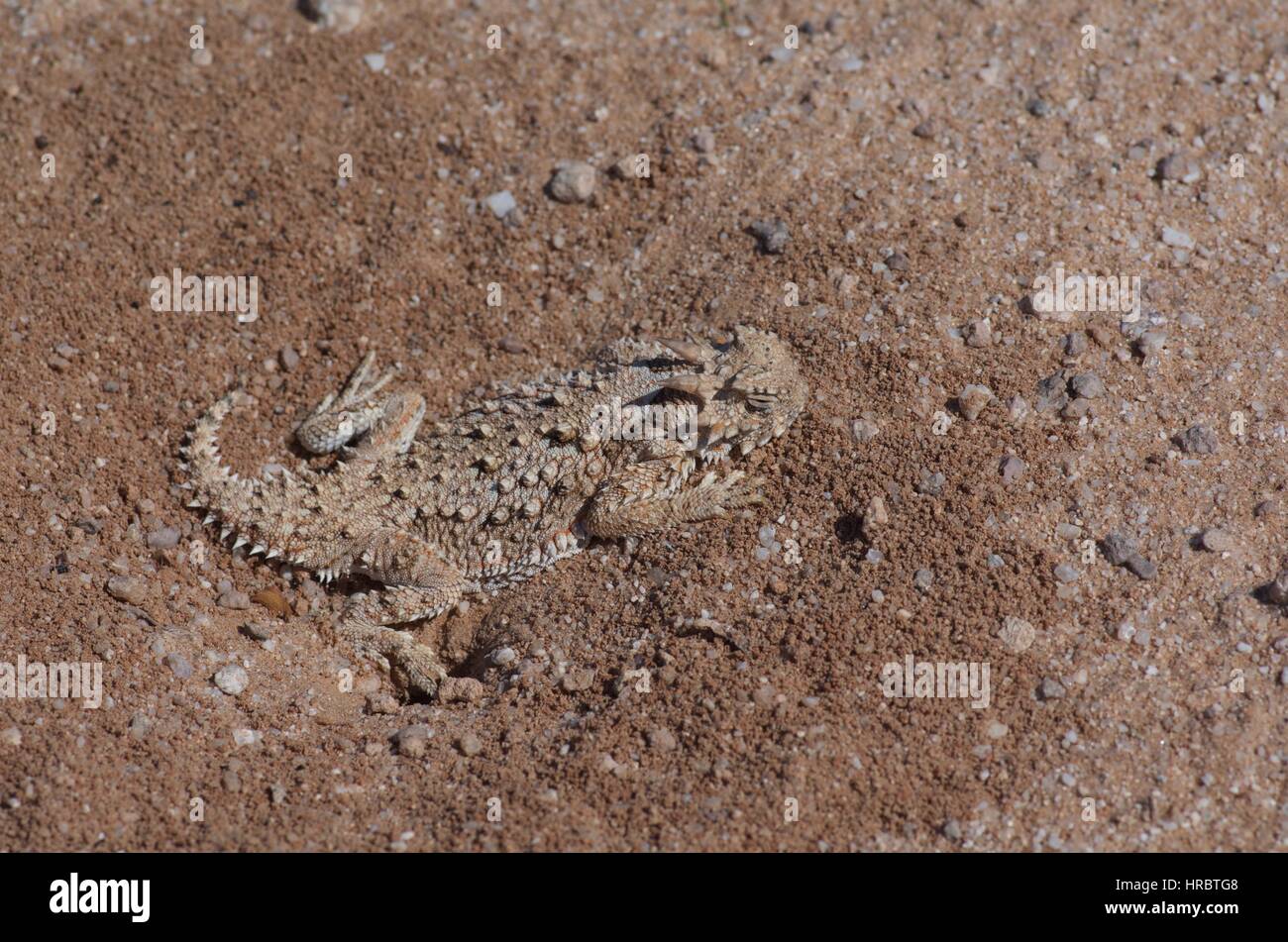 A Goode's Horned Lizard (Phrynosoma goodei) basking on the sandy desert ...