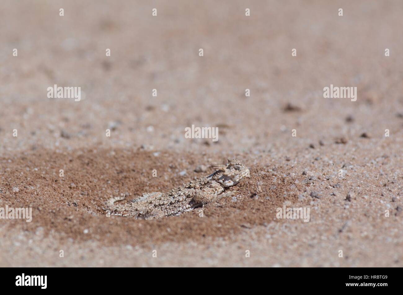 A Goode's Horned Lizard (Phrynosoma goodei) basking on the sandy desert ...