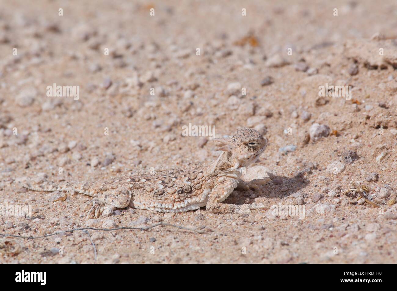 A Goode's Horned Lizard (Phrynosoma goodei) basking on the sandy desert ...