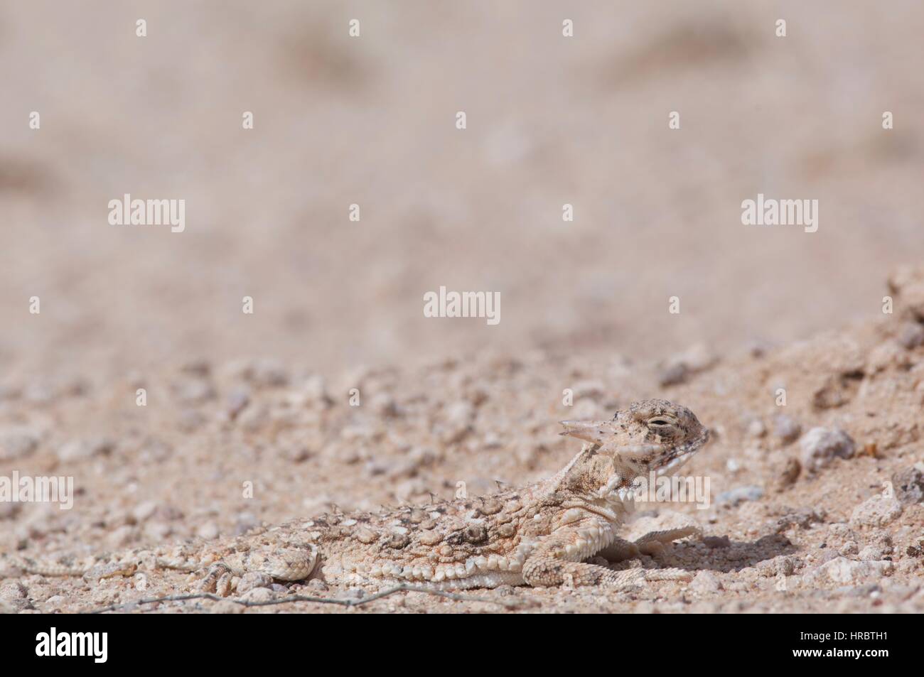 A Goode's Horned Lizard (Phrynosoma goodei) basking on the sandy desert ...