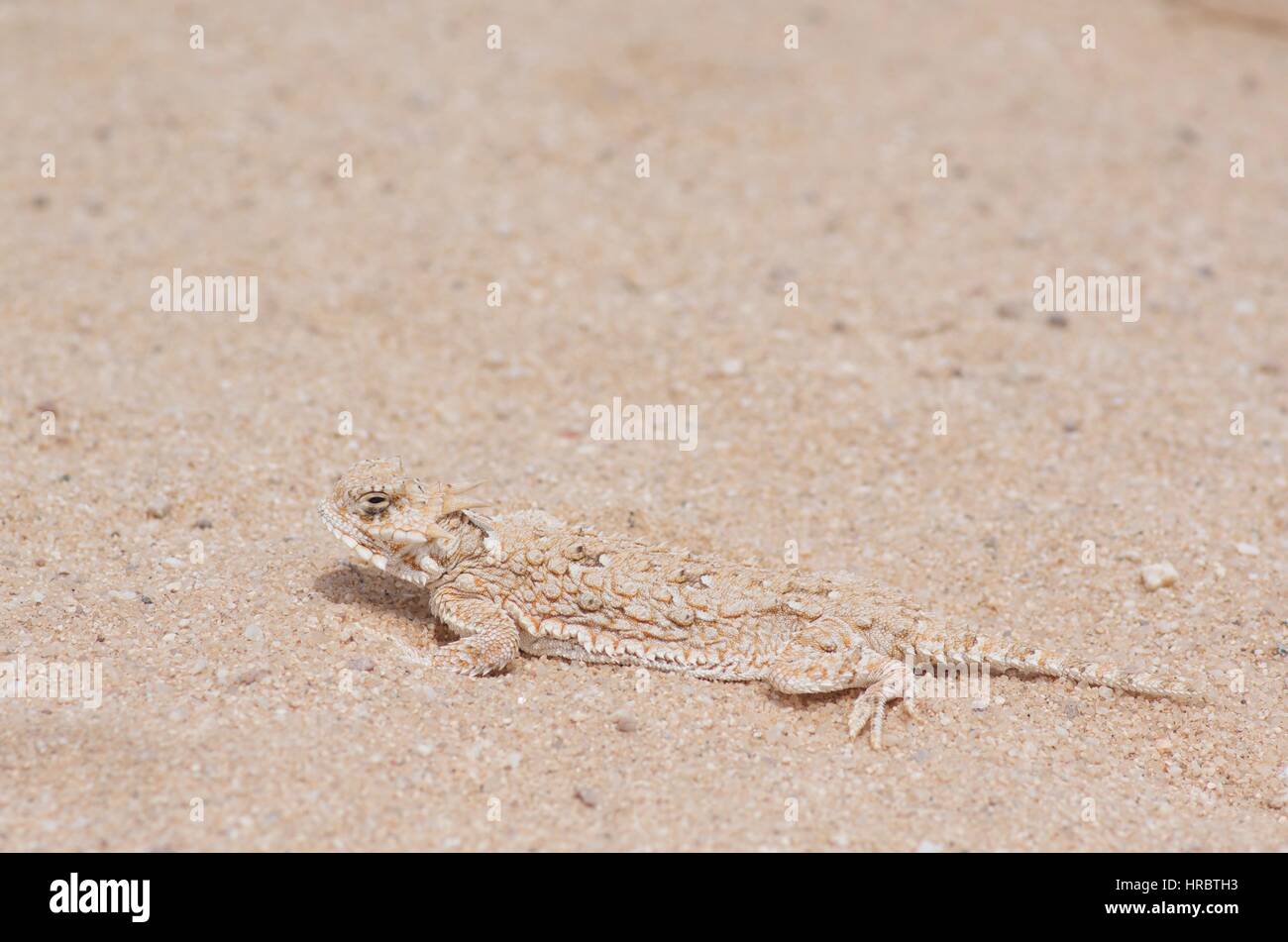 A Goode's Horned Lizard (Phrynosoma goodei) basking on the sandy desert ...