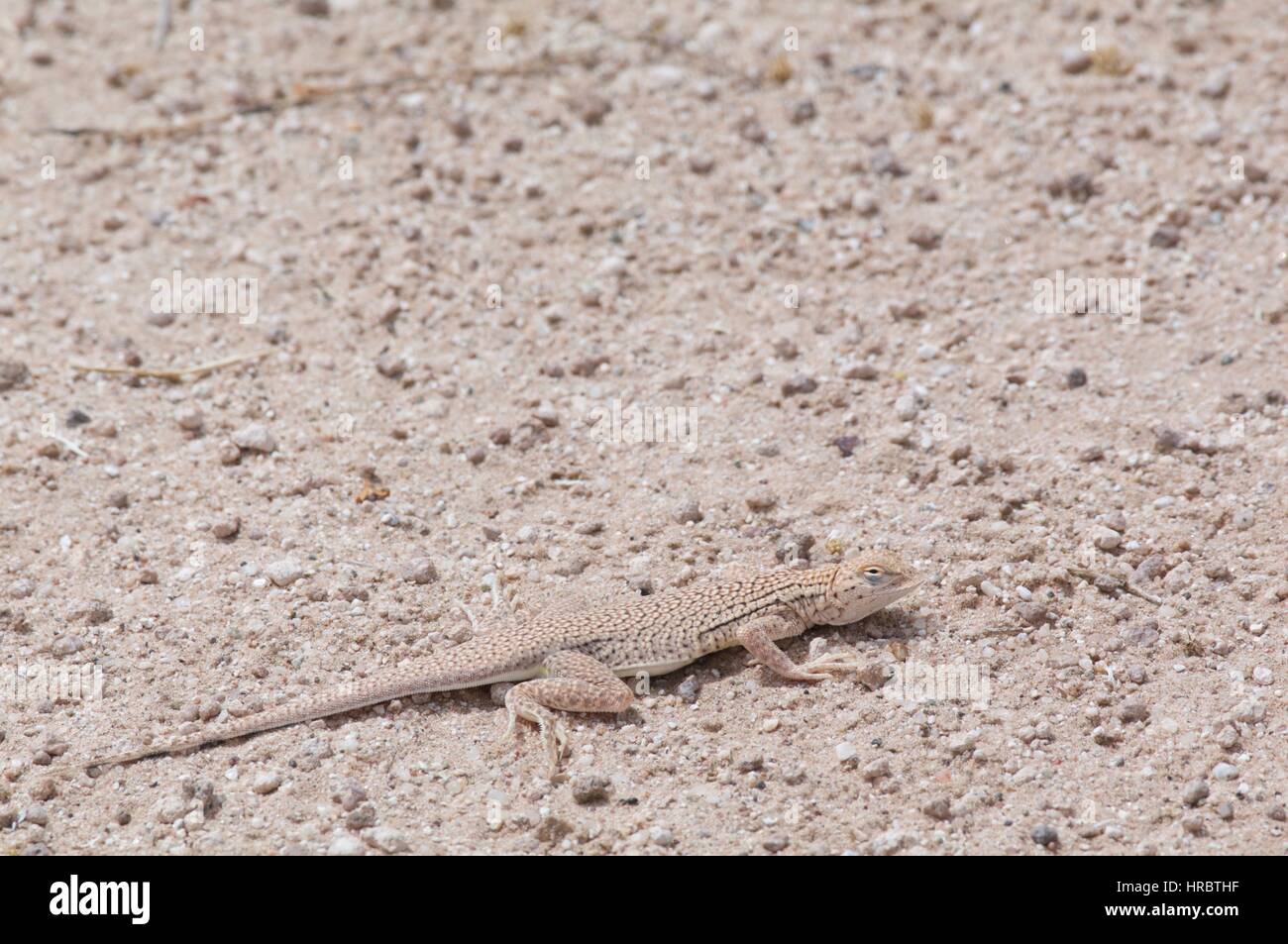A Yuman Desert Fringe-toed Lizard (Uma rufopunctata) in the desert sand ...