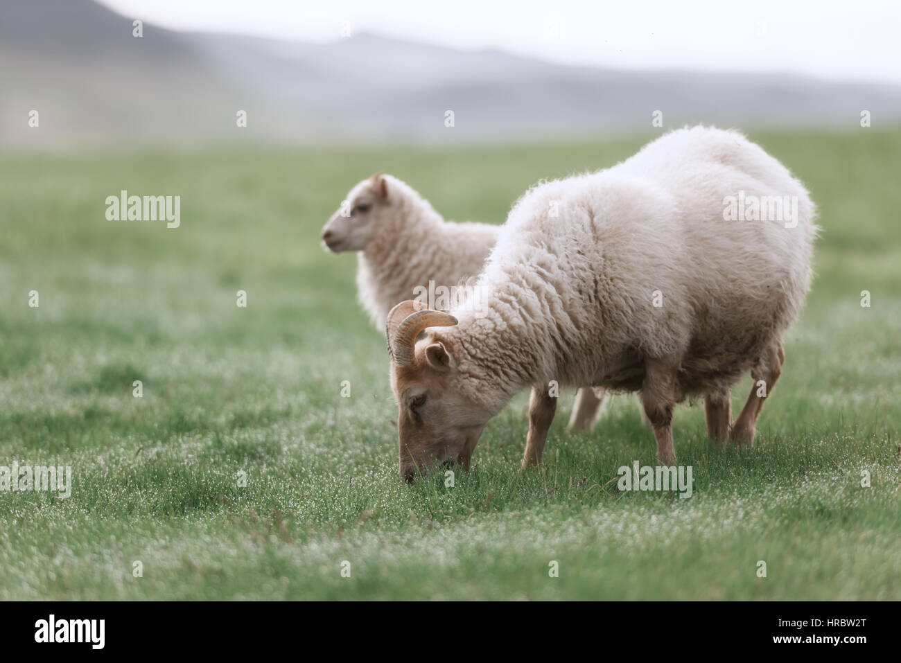 Sheep of mountain hi-res stock photography and images - Alamy