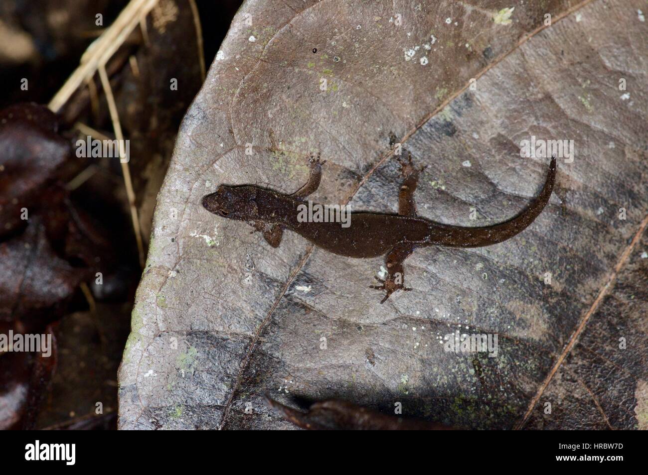Terrestrial rainforest gecko hi-res stock photography and images - Alamy