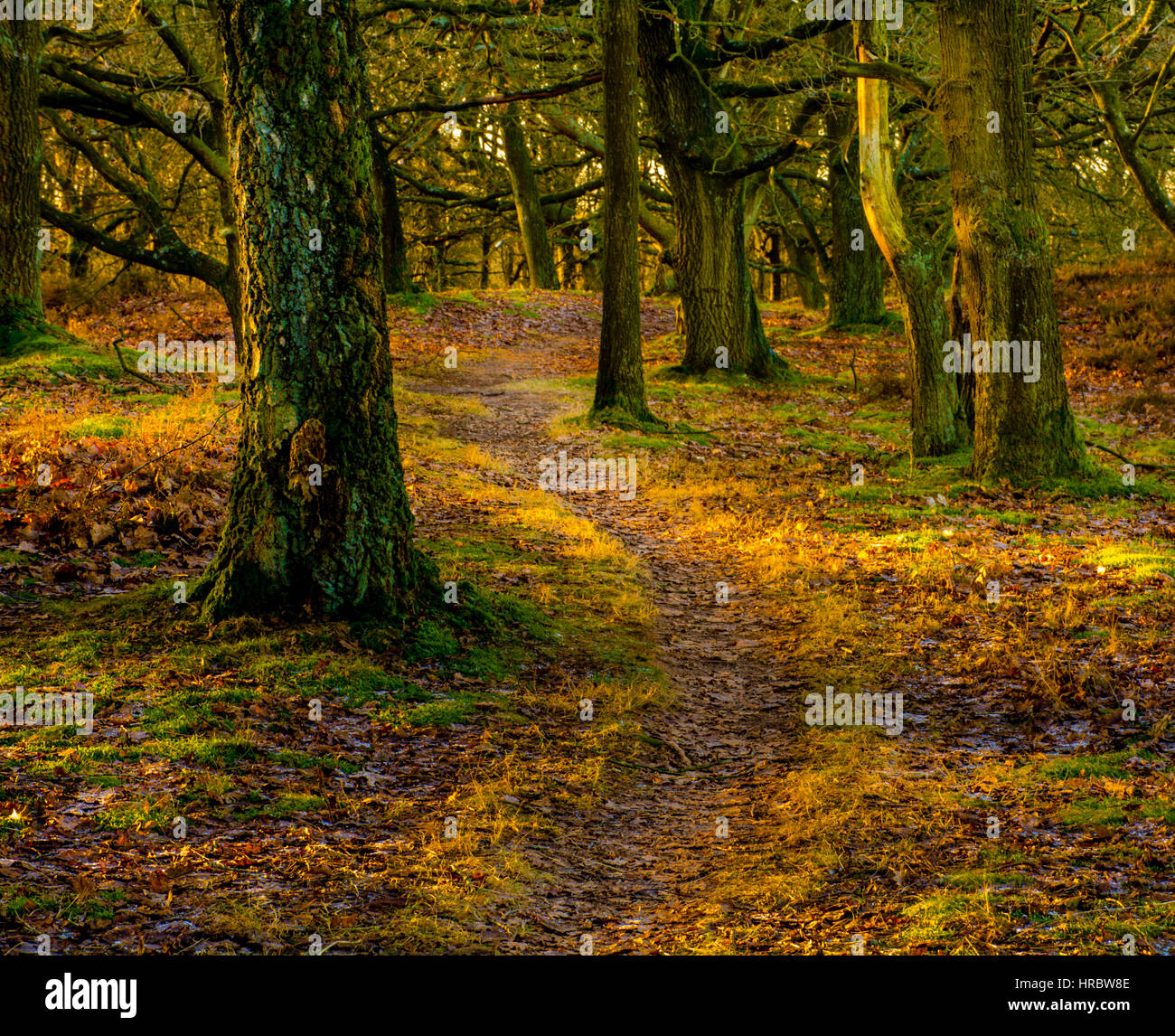 Forrest in the autumn Stock Photo - Alamy
