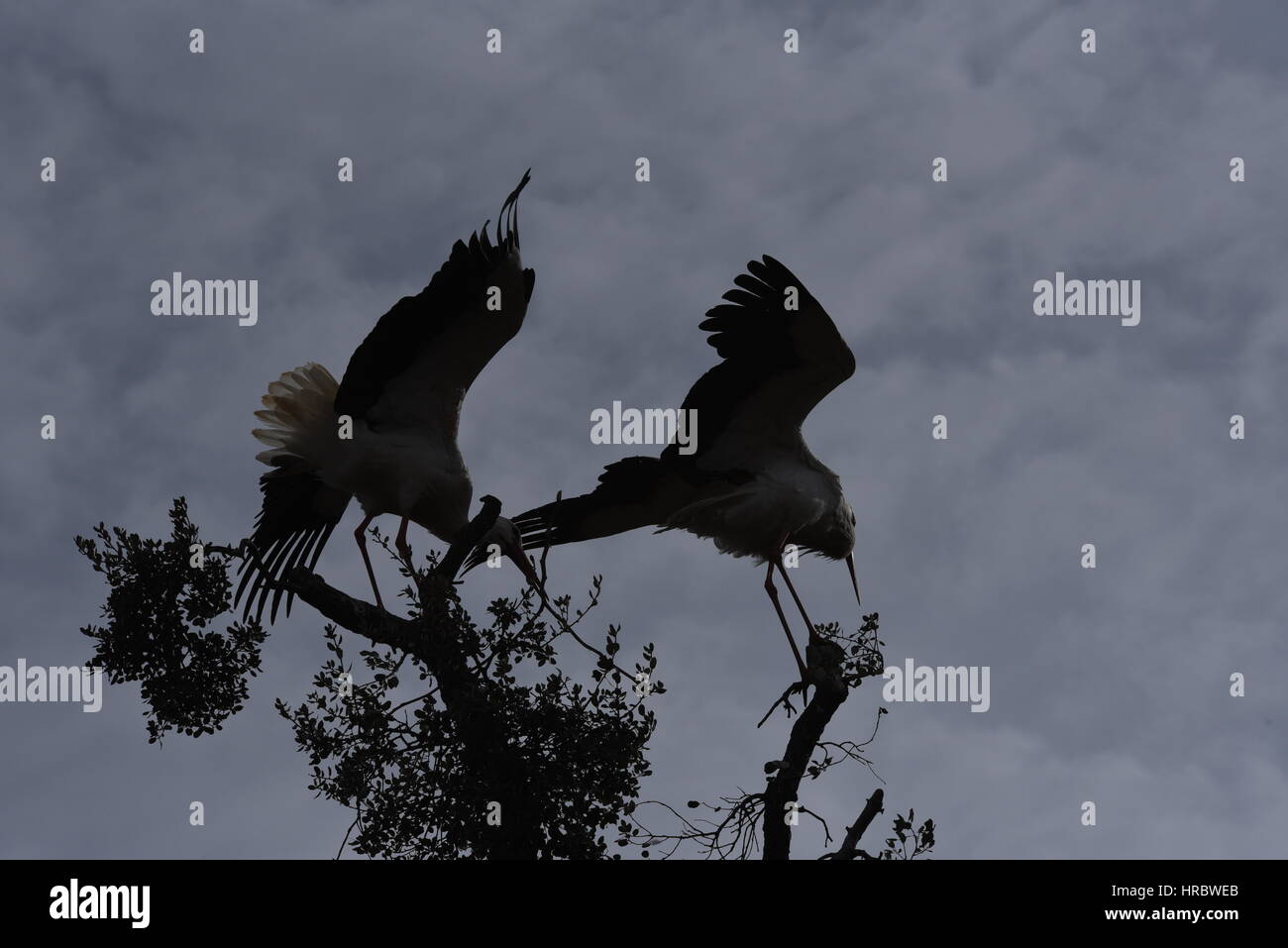 Agitated birds hi-res stock photography and images - Alamy