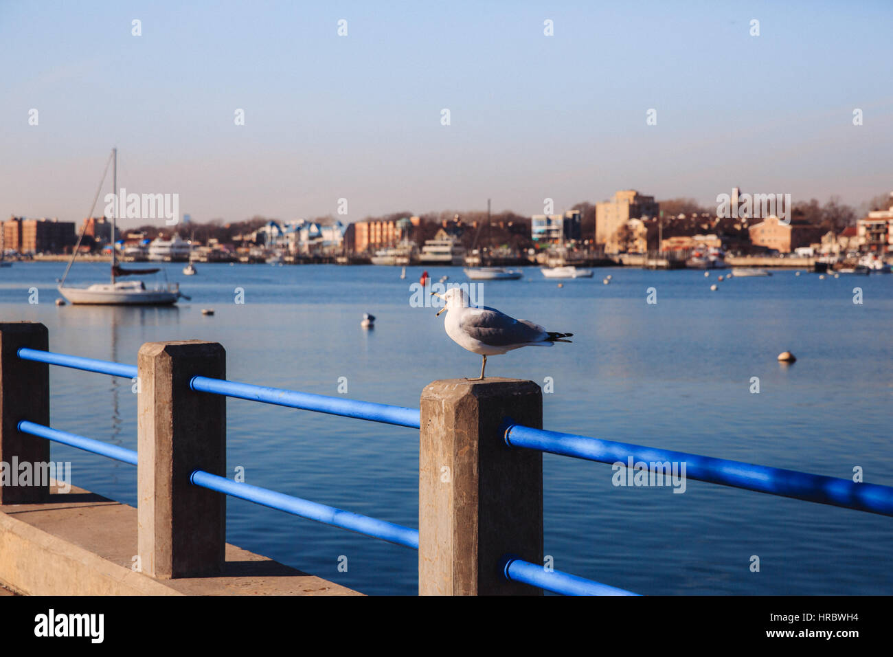 cruing seagull in bay with yachts on the background Stock Photo - Alamy