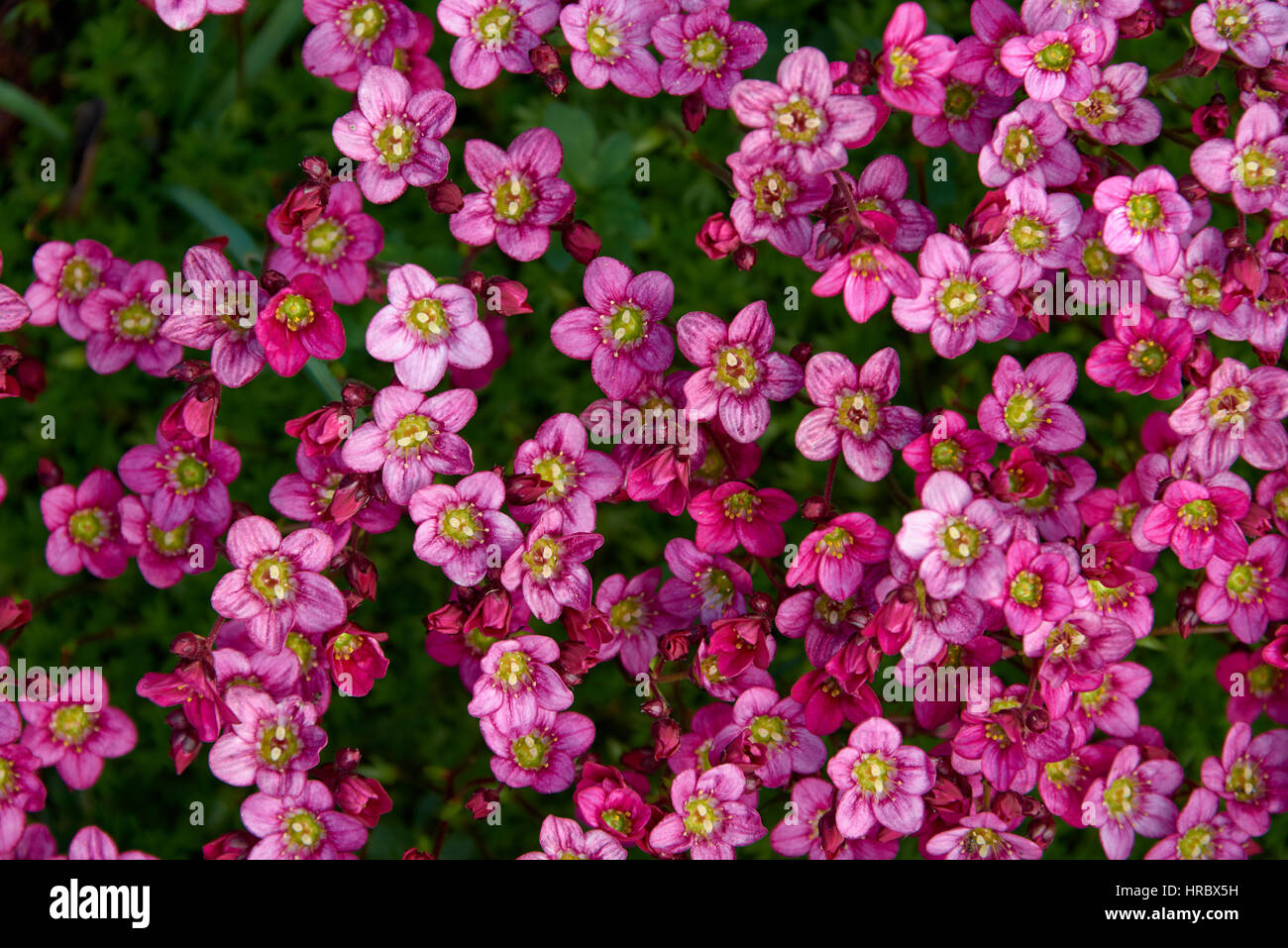 colorful small garden flowers background Stock Photo - Alamy