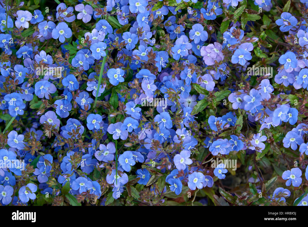 colorful small garden flowers background Stock Photo - Alamy