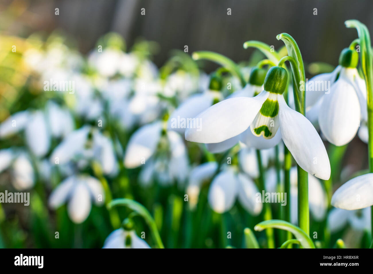 Snowdrops growing in grass hi-res stock photography and images - Alamy