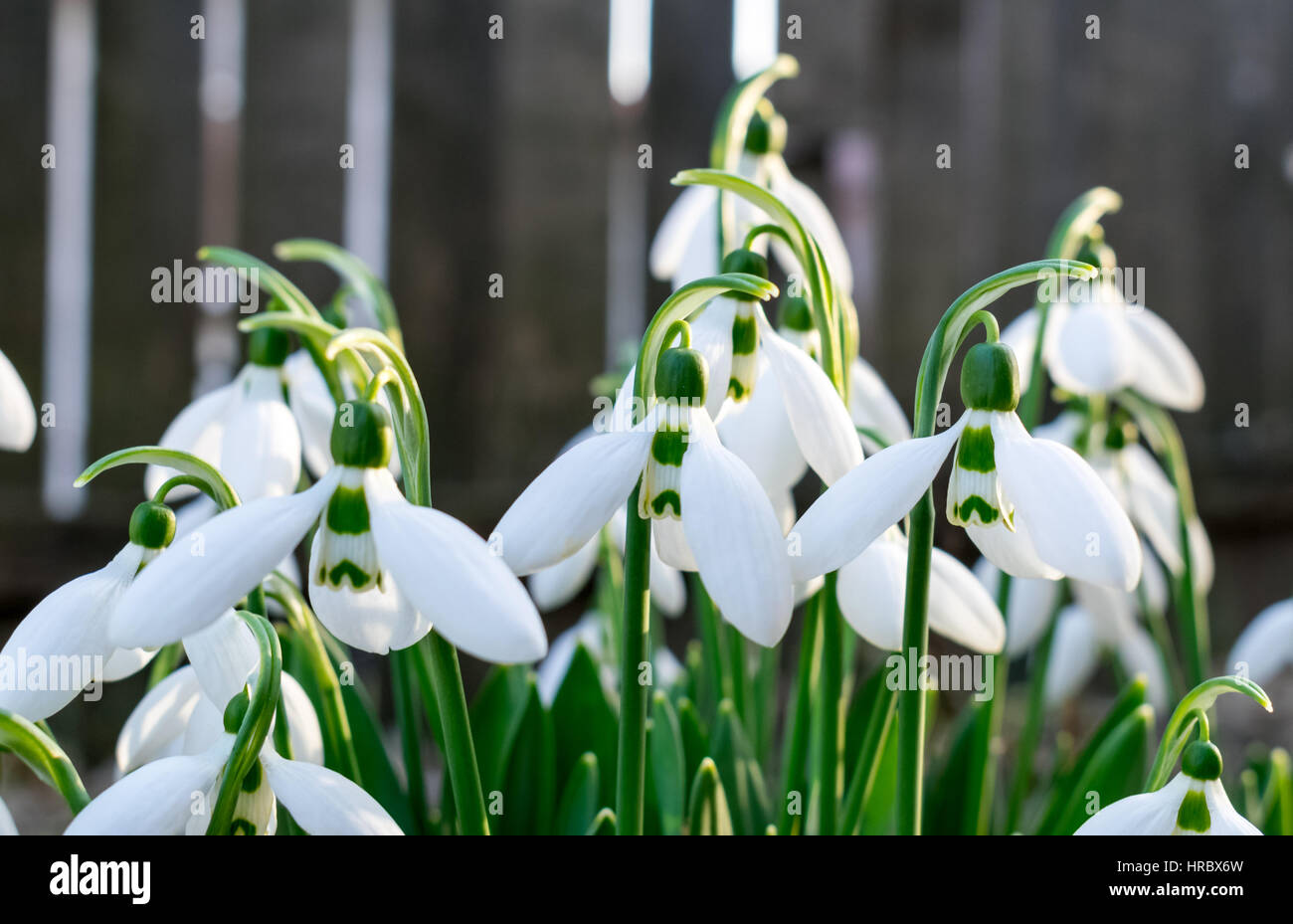 First blooming snowdrops hi-res stock photography and images - Alamy