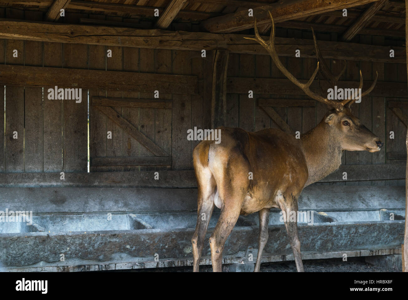 Deer, Stag and Roebuck, Eastern Carpathians Mountains, Moldavia region ...