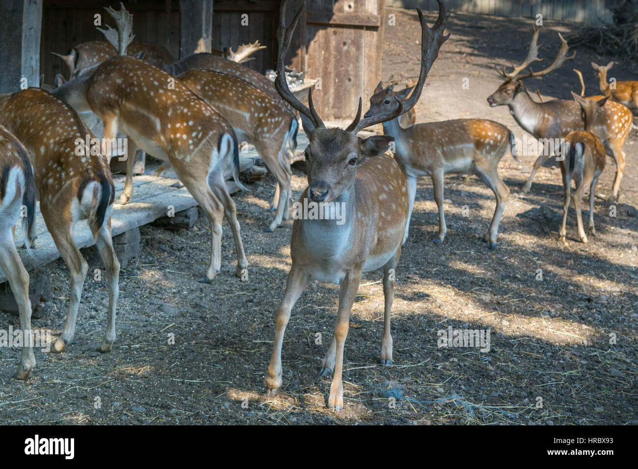 Deer, Stag and Roebuck, Eastern Carpathians Mountains, Moldavia region ...