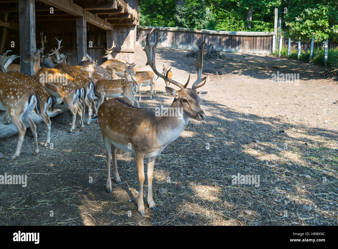 Deer, Stag and Roebuck, Eastern Carpathians Mountains, Moldavia region ...