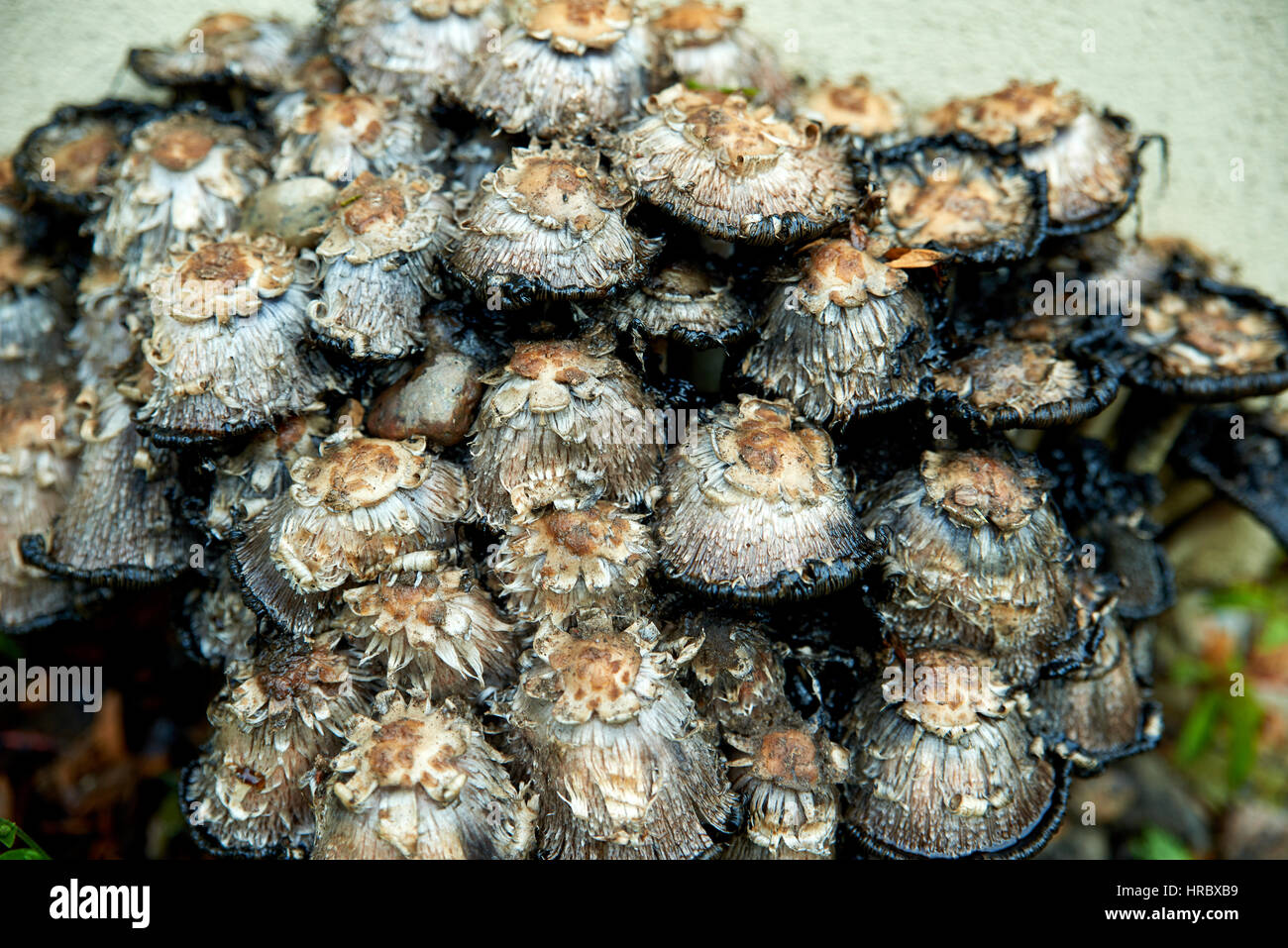decaying mushrooms in group Stock Photo - Alamy