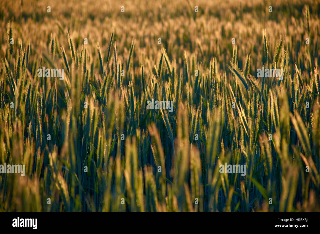 Endless corn field hi-res stock photography and images - Alamy