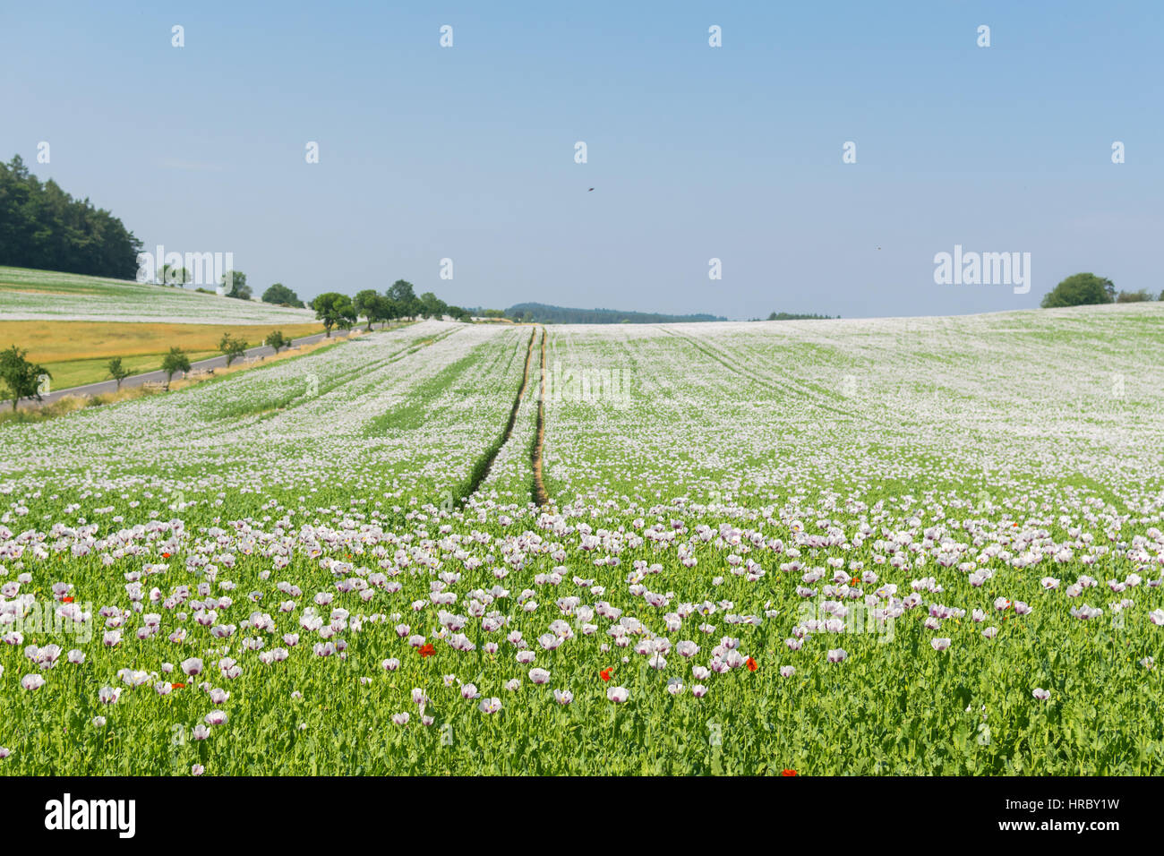 Poopy Flowers, Landscape central Bohemia, Sazava, Czech Republic ...