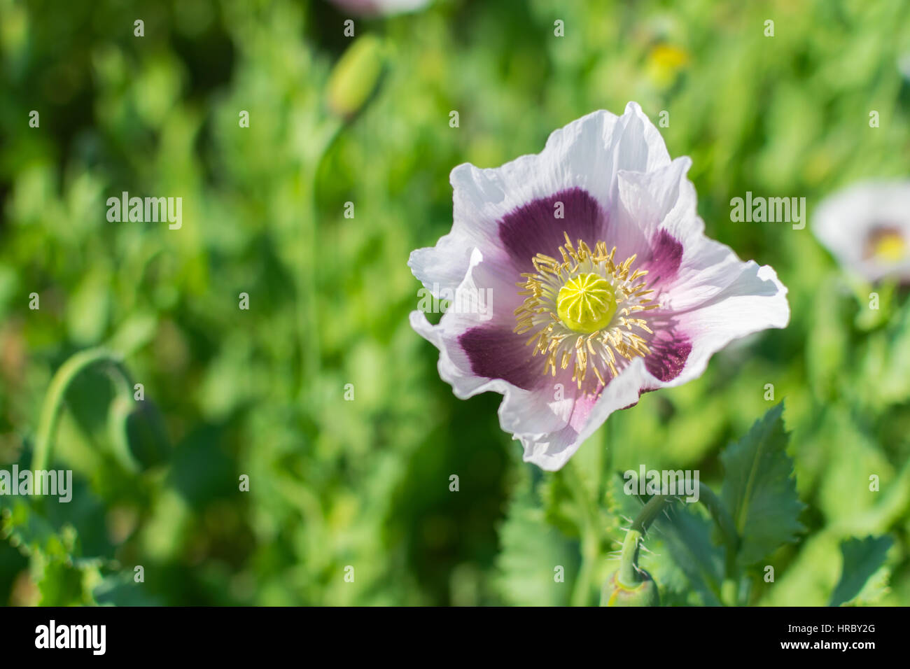 Poopy Flowers, Landscape central Bohemia, Sazava, Czech Republic ...