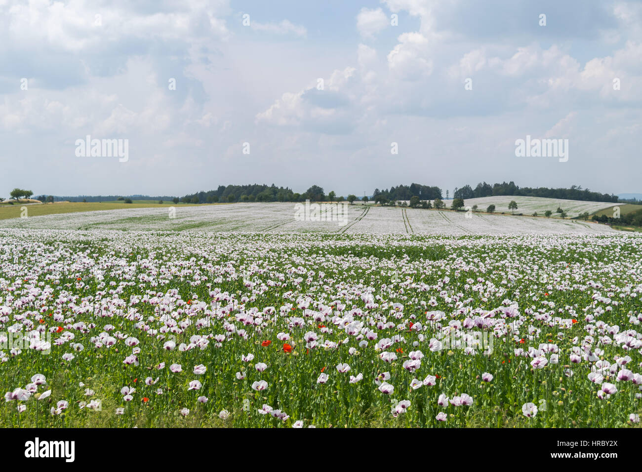 Poopy Flowers, Landscape central Bohemia, Sazava, Czech Republic ...