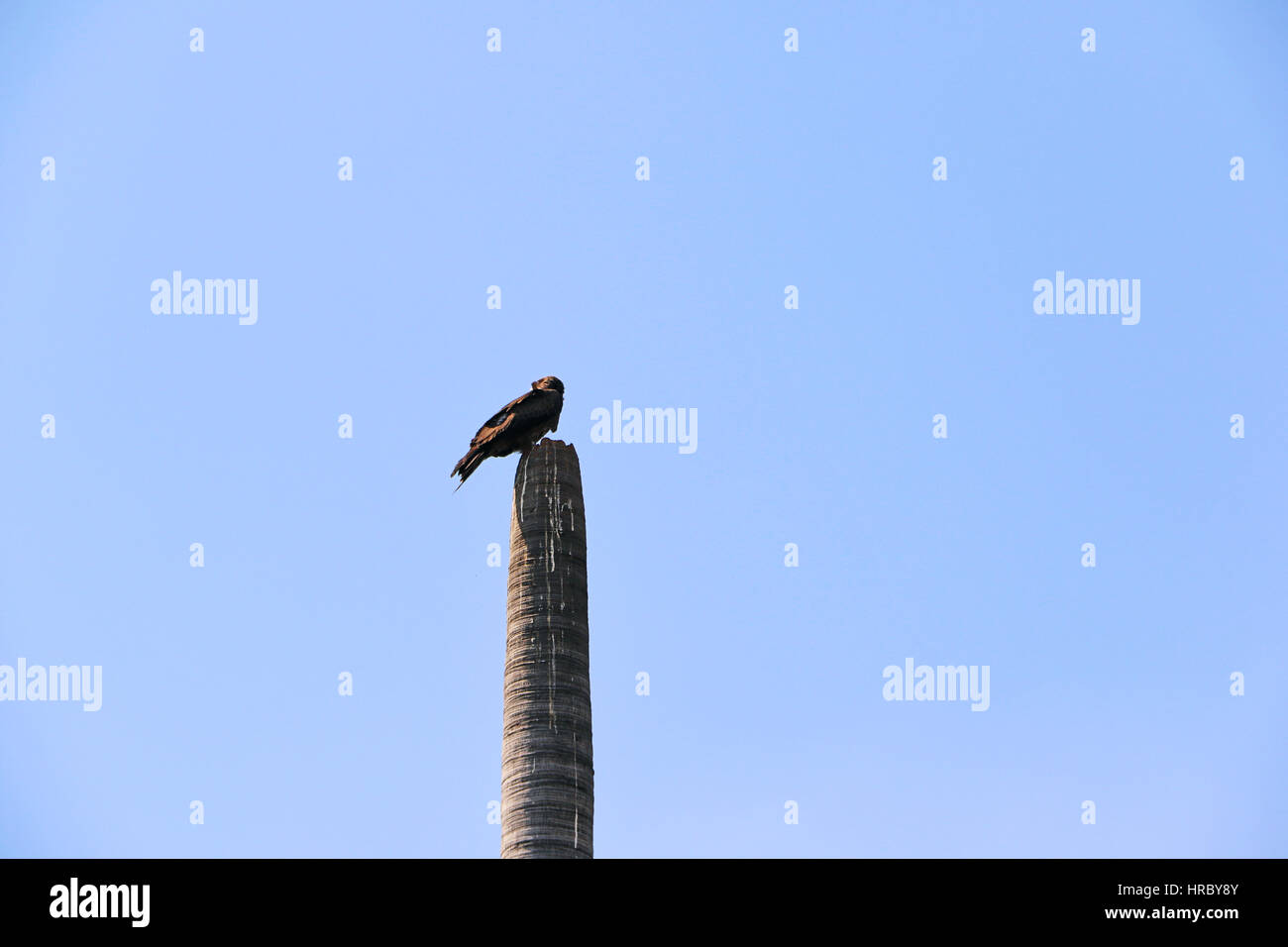 Vulture sitting on a dead tree Stock Photo - Alamy