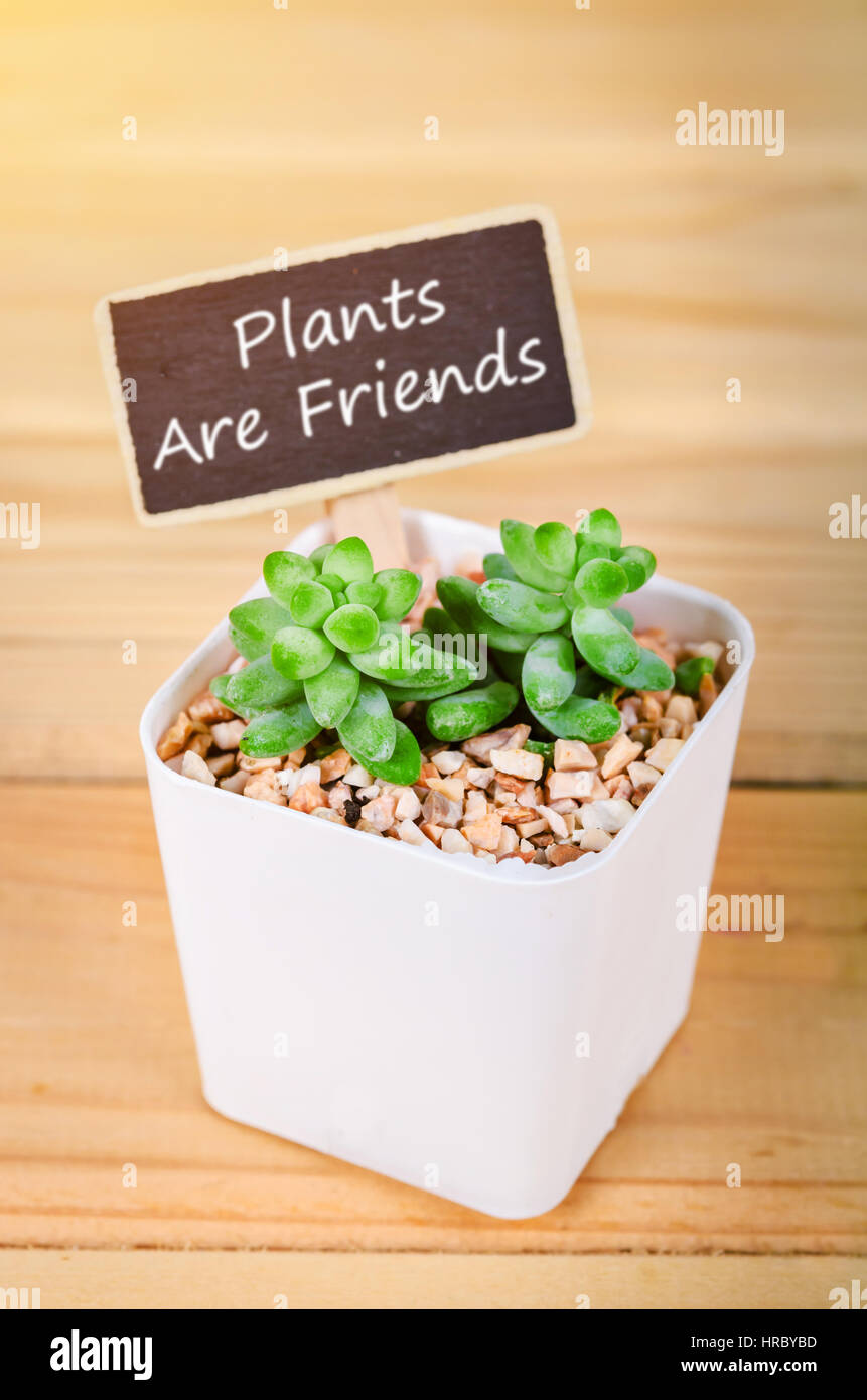 Cactus with plant are friends tag on wood room Stock Photo - Alamy