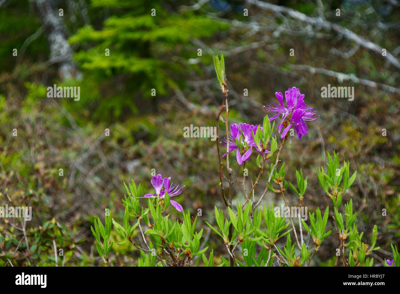 Rhododendron canadense (the rhodora) flowers over blurred natural ...