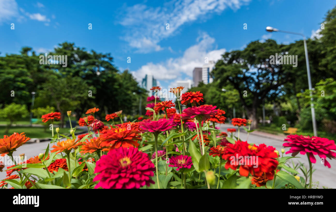 The bloom of colorful flowers in the park Stock Photo - Alamy