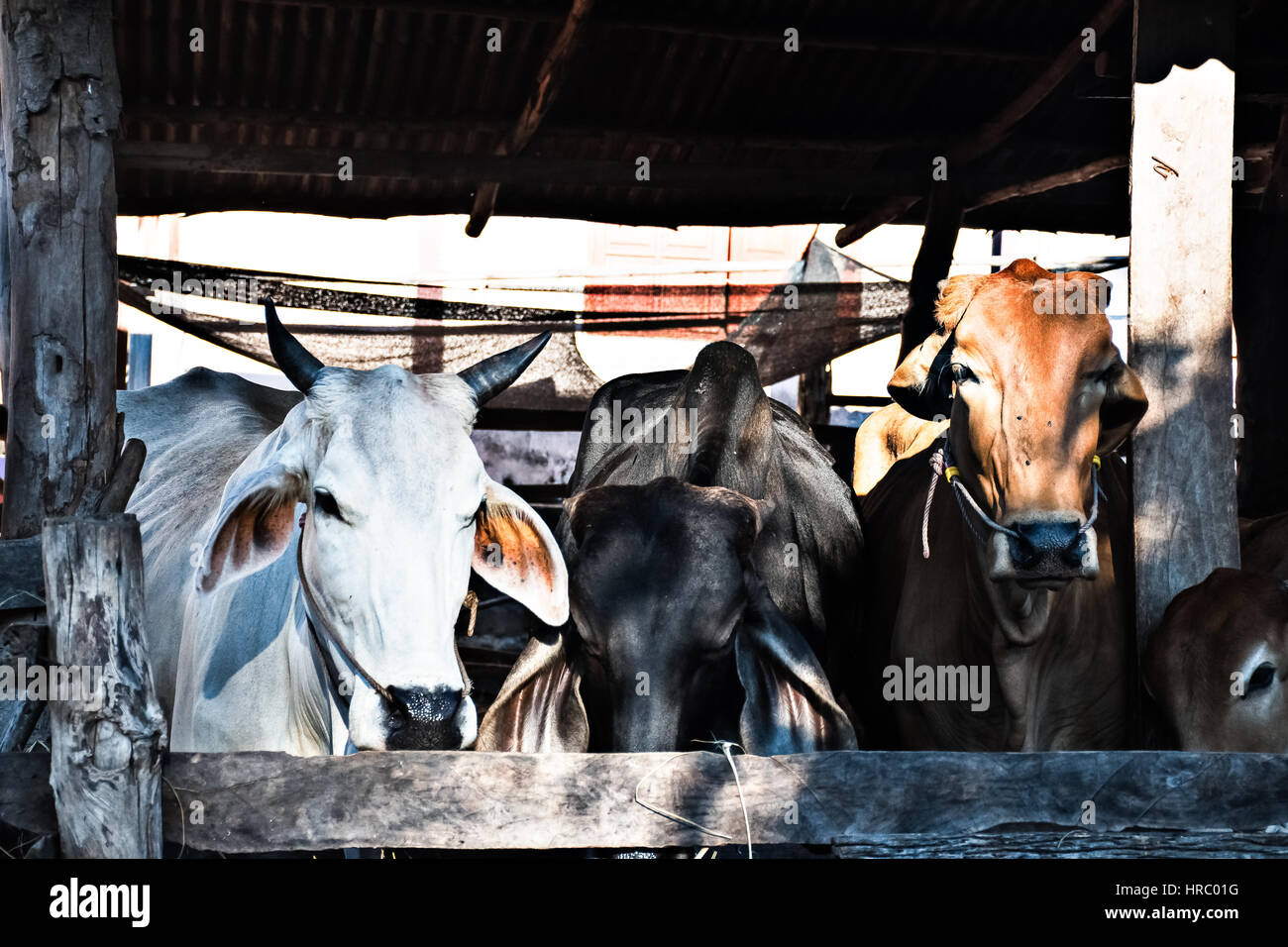 Many cows in a corral in the countryside, Thailand Stock Photo - Alamy