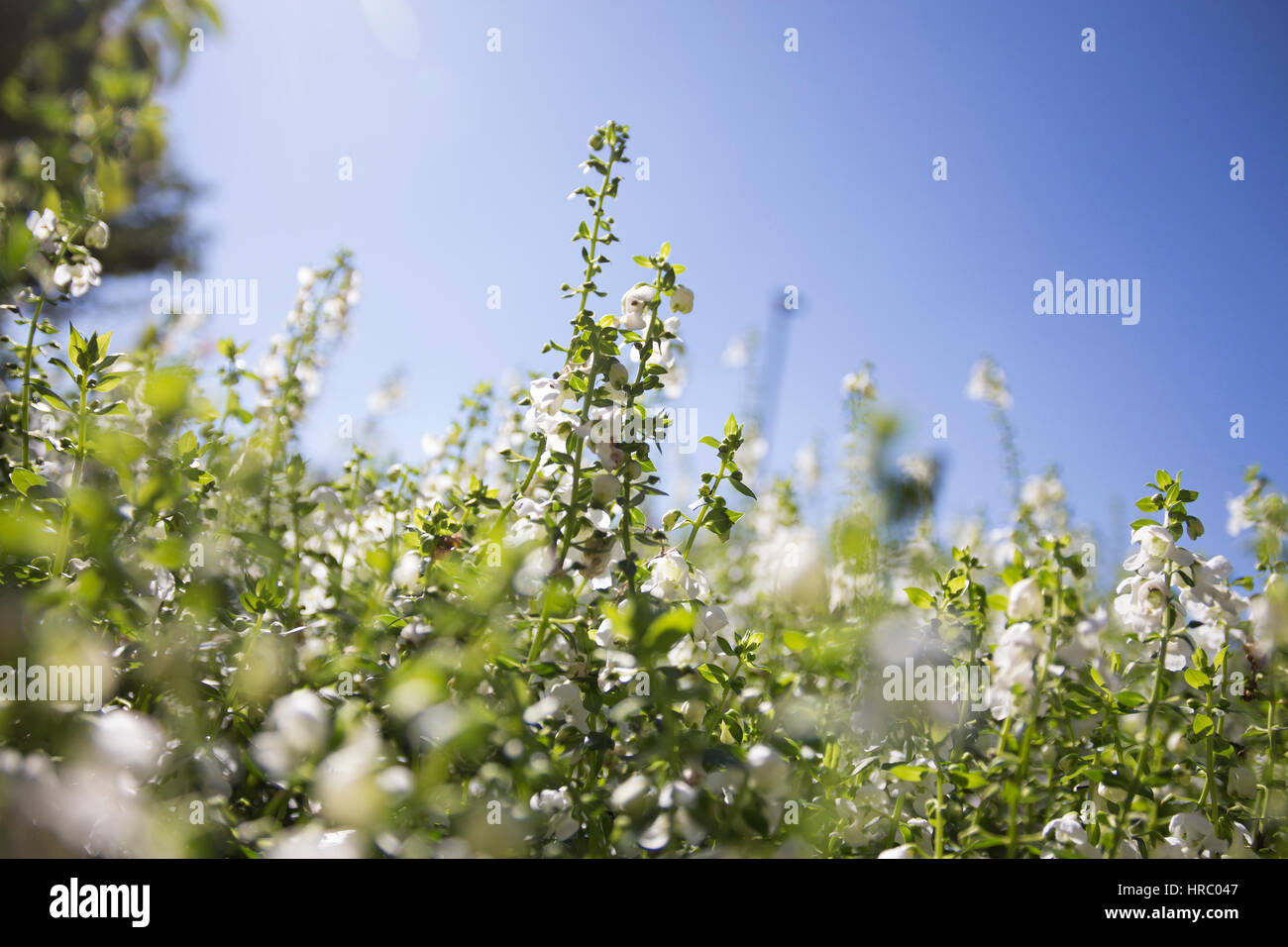 abstract gentle spring floral background greenery leaves and tinny ...