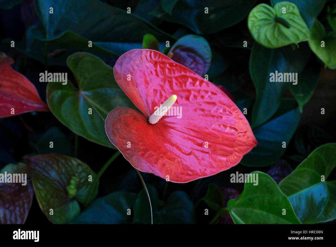 heart shape blossom of anthurium flower surrounded by green leaves ...