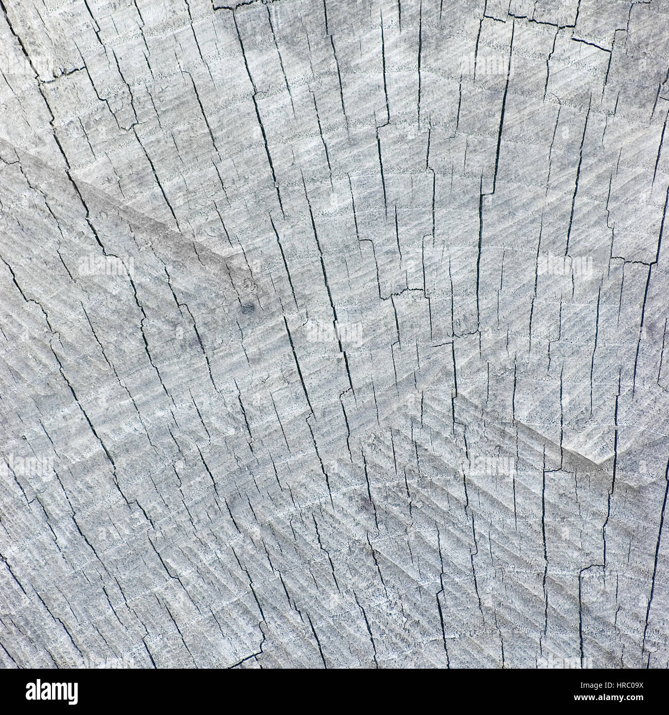 Natural Weathered Grey Tree Stump Cut Texture, Large Detailed ...