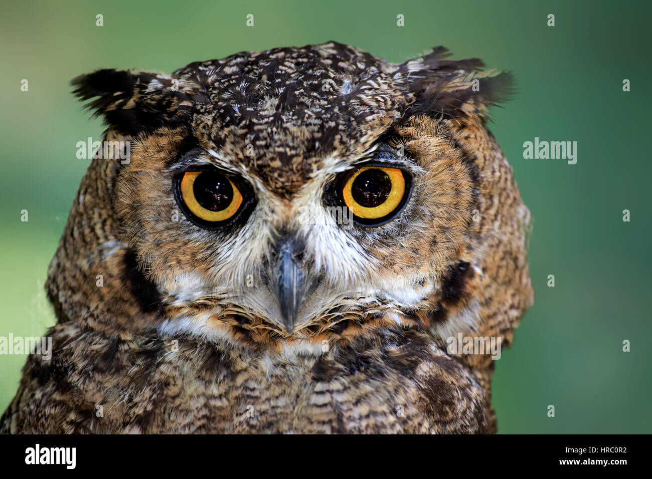 Great Horned Owl, (Bubo virginianus), adult alert portrait, South ...