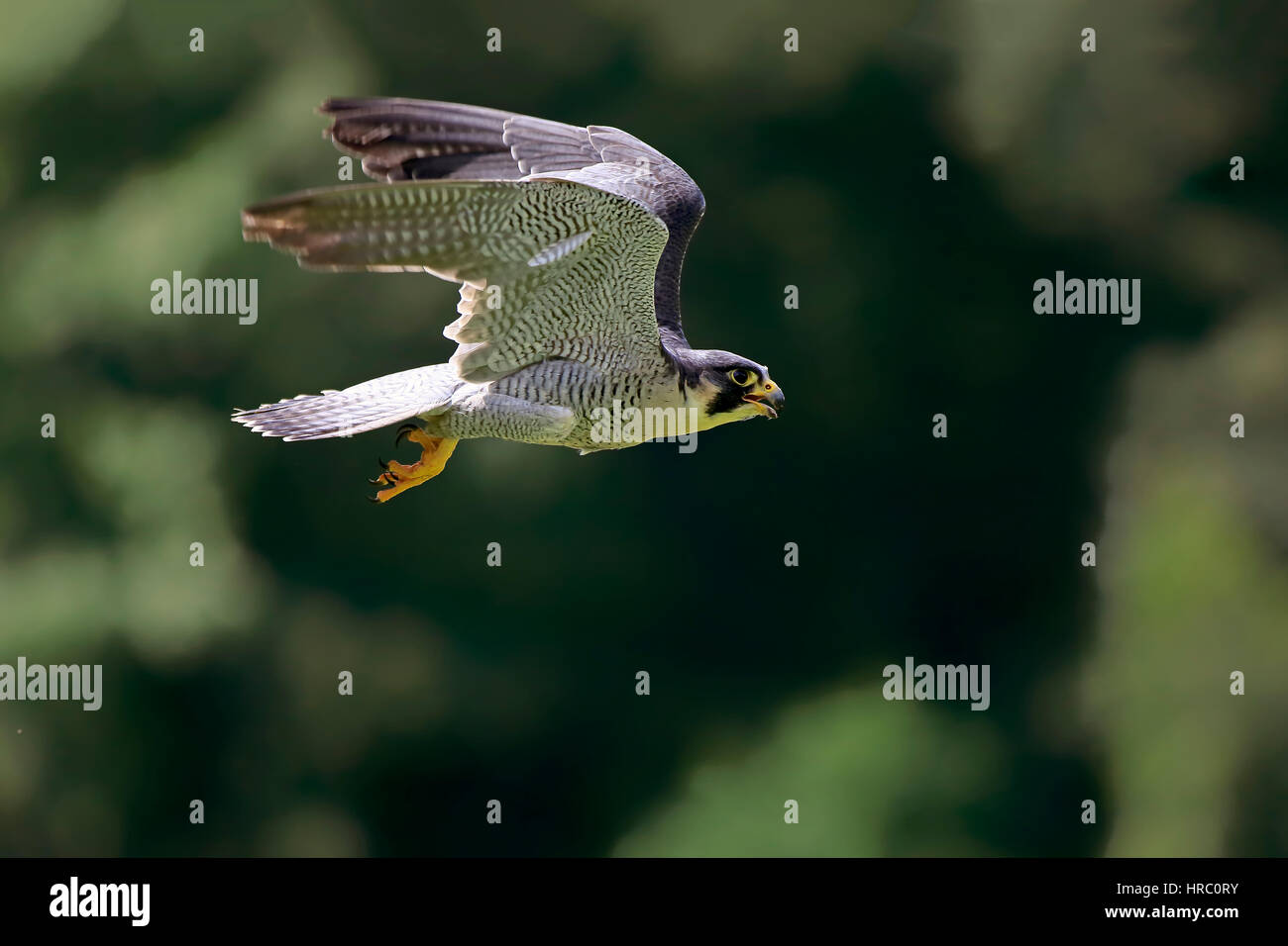 Peregrine falcon, (Falco peregrinus), adult flying, Pelm, Eifel ...