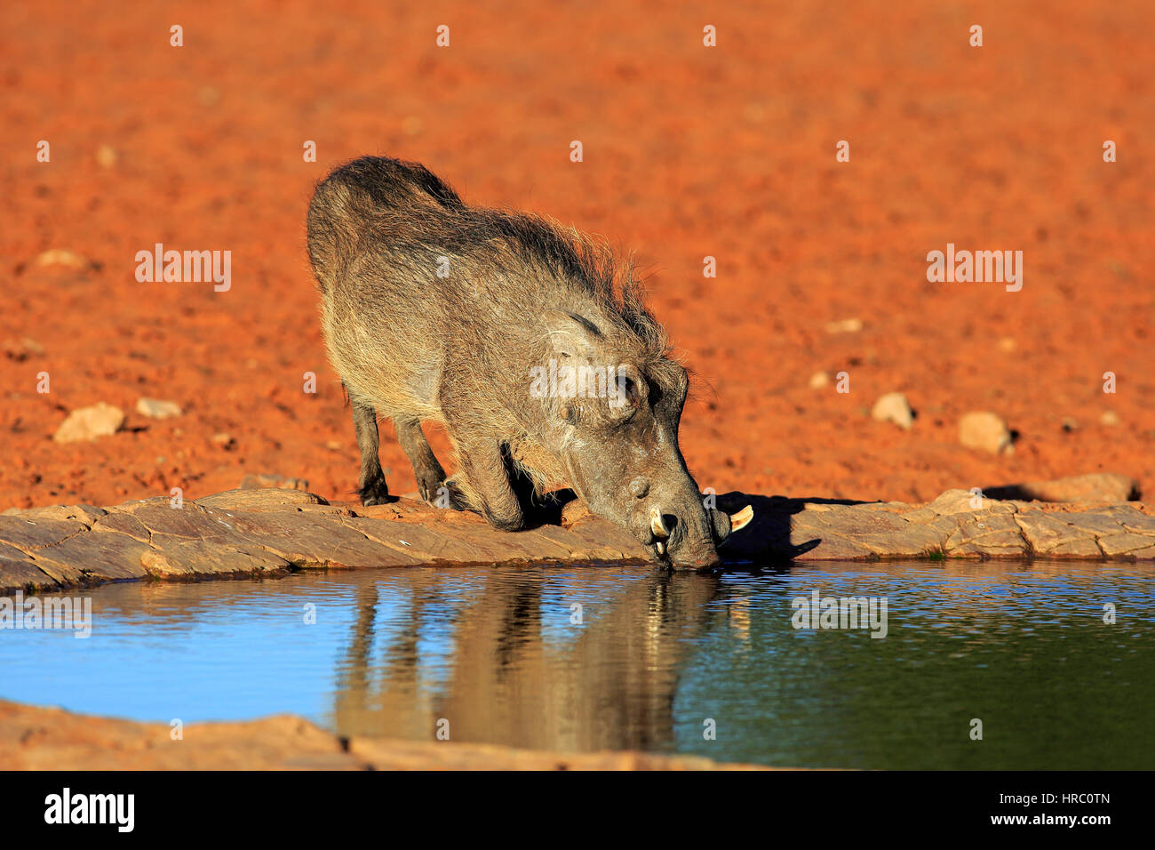 Warthog, (Phacochoerus aethiopicus), adult, adults, water, drink ...