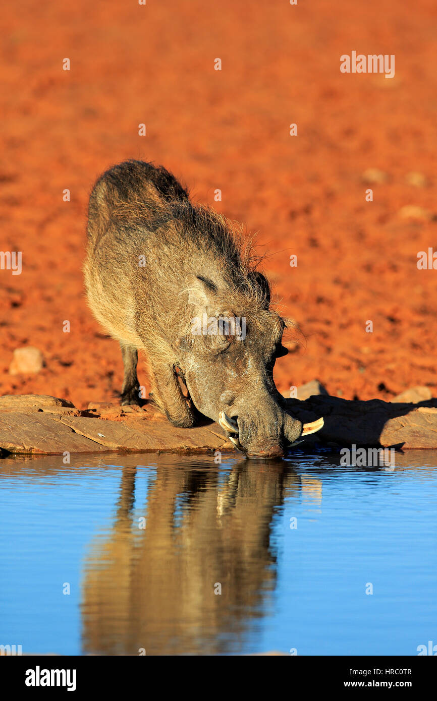 Northern warthogs hi-res stock photography and images - Alamy