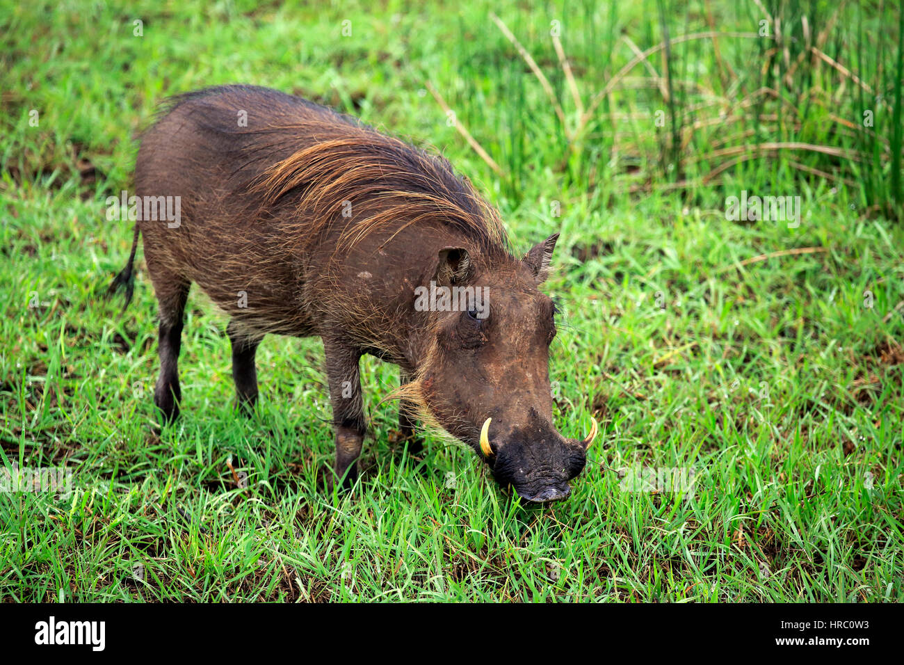 Warthogs foraging hi-res stock photography and images - Alamy