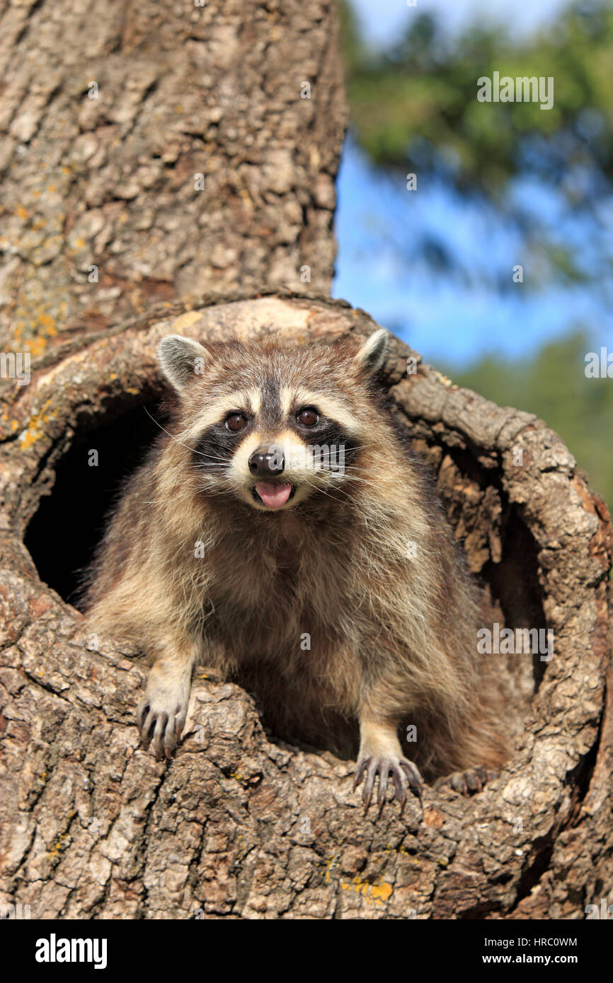 American raccoon hi-res stock photography and images - Alamy