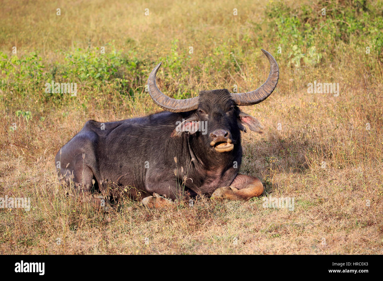 Ruminating herbivores hi-res stock photography and images - Alamy