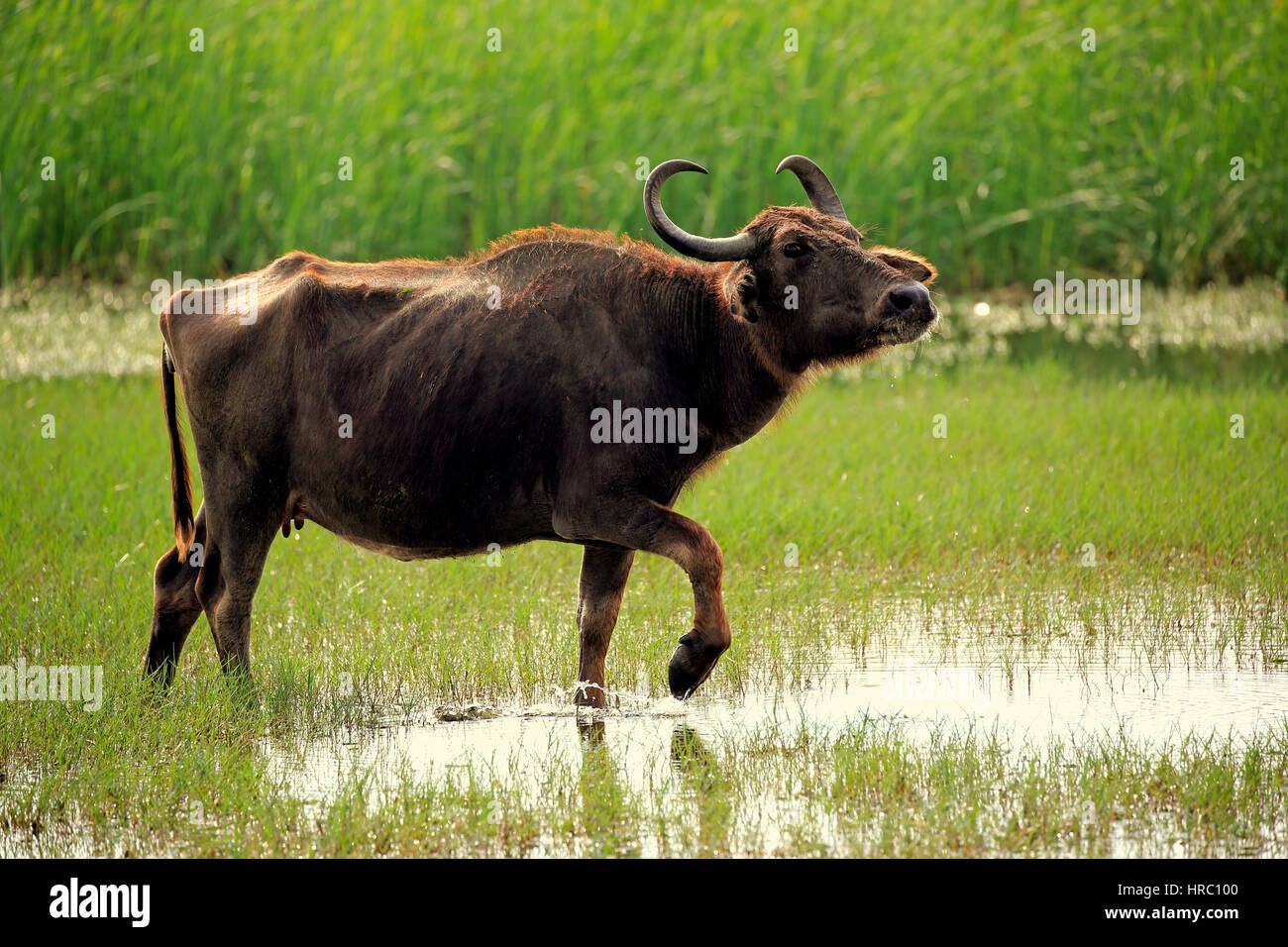 Water Buffalo, (Bubalis bubalis), adult female in water, Bundala ...