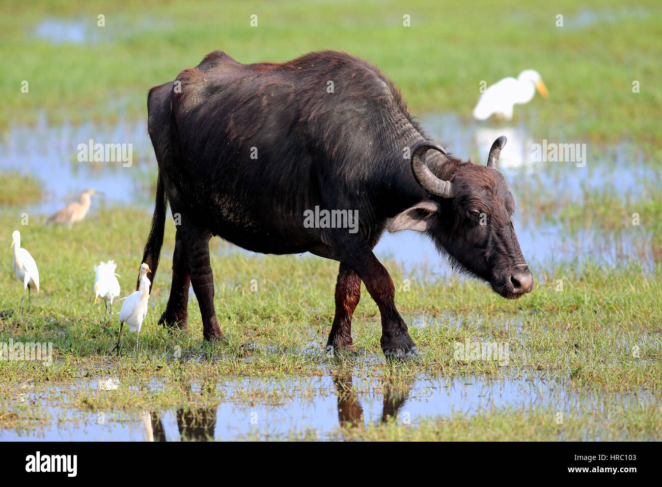 Water Buffalo, (Bubalis bubalis), adult in water with Cattle Egret ...