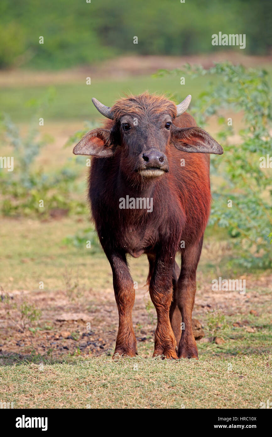 Water Buffalo, (Bubalis bubalis), young, calf, Bundala Nationalpark ...