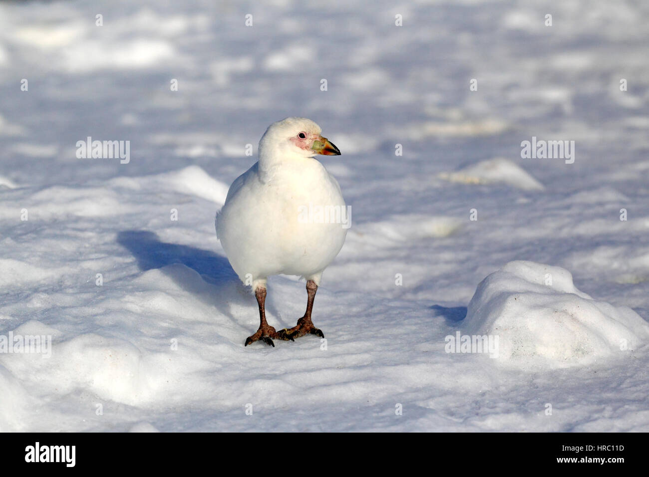 Snowy Sheathbill, (Chionis alba), Antarctica, Brown Bluff, adult in ...