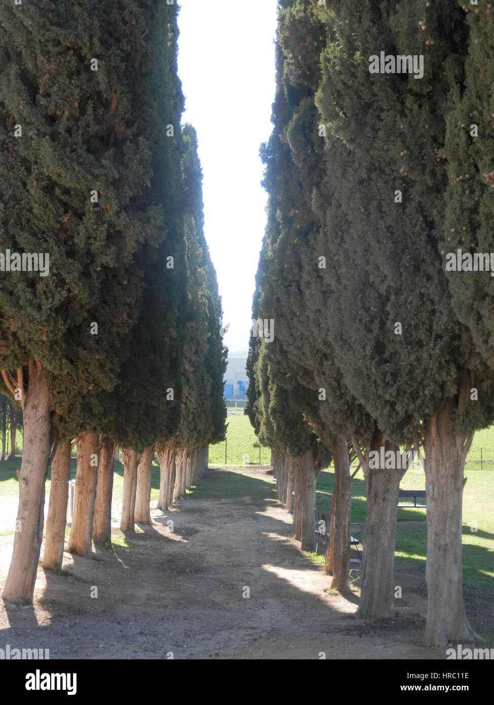 Rows of pine tree hi-res stock photography and images - Alamy