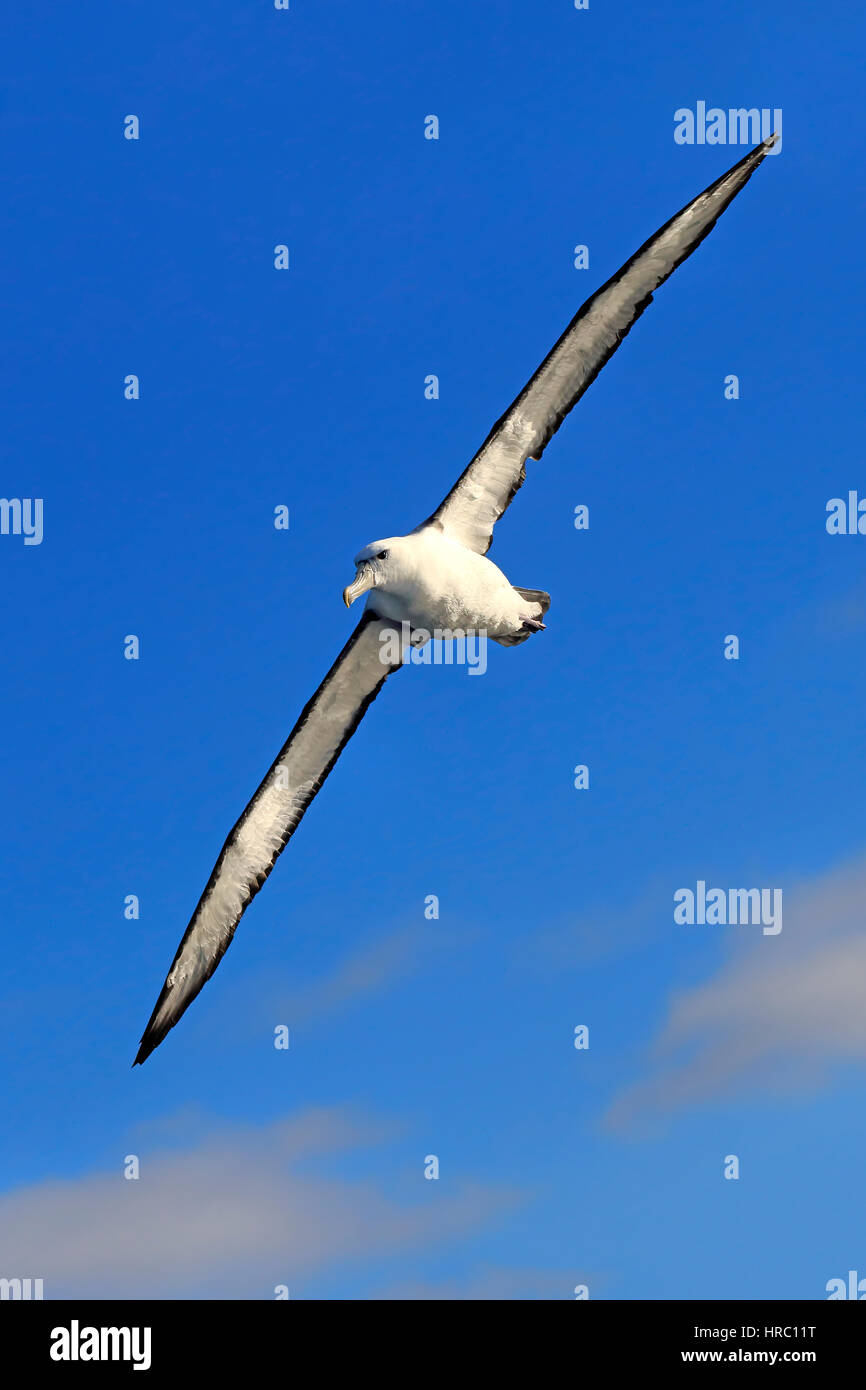 Flying cape hi-res stock photography and images - Alamy